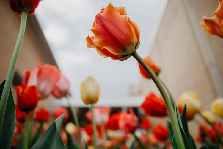 GALLERY: Campus blooms into springtime | Multimedia | kansan.com