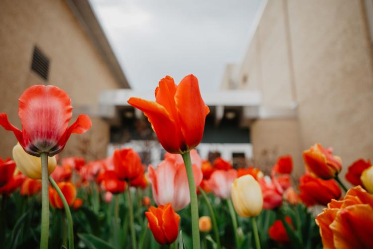 GALLERY: Campus blooms into springtime | Multimedia | kansan.com