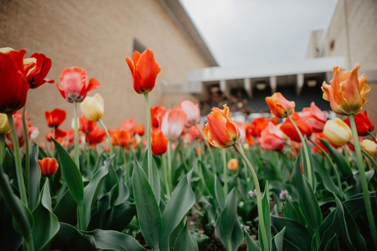 GALLERY: Campus blooms into springtime | Multimedia | kansan.com