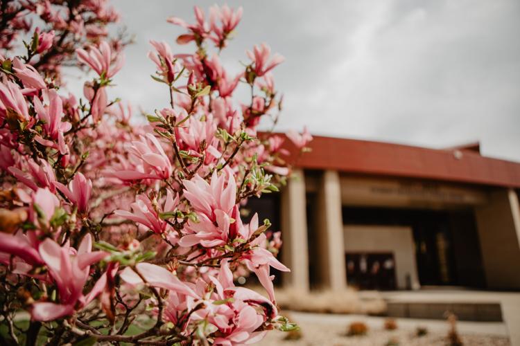 GALLERY: Campus blooms into springtime | Multimedia | kansan.com