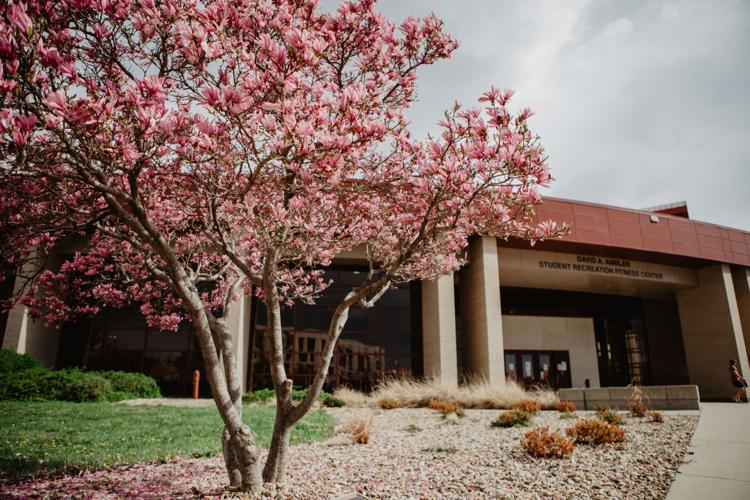 GALLERY: Campus blooms into springtime | Multimedia | kansan.com