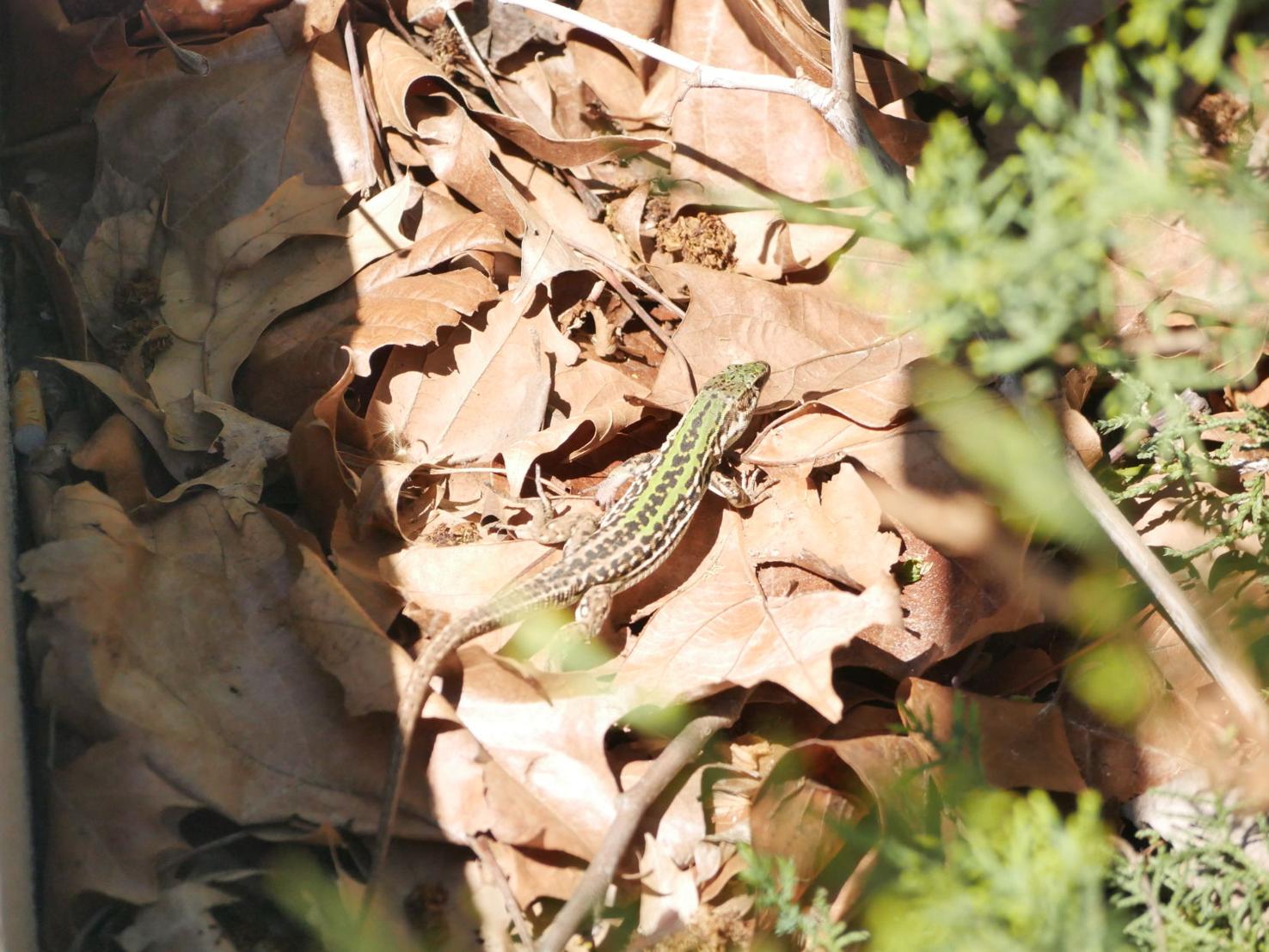 Italian wall lizards make home in Kansas | News | kansan.com
