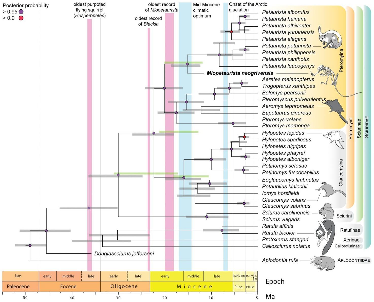 Fossil discovery makes scientists rethink flying squirrel ancestry ...