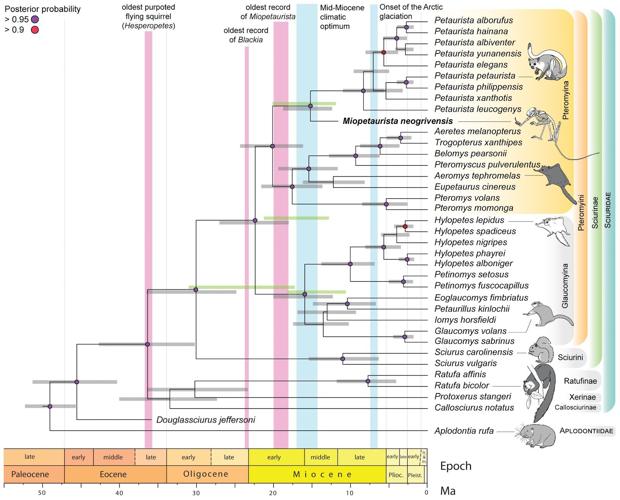Fossil discovery makes scientists rethink flying squirrel ancestry ...