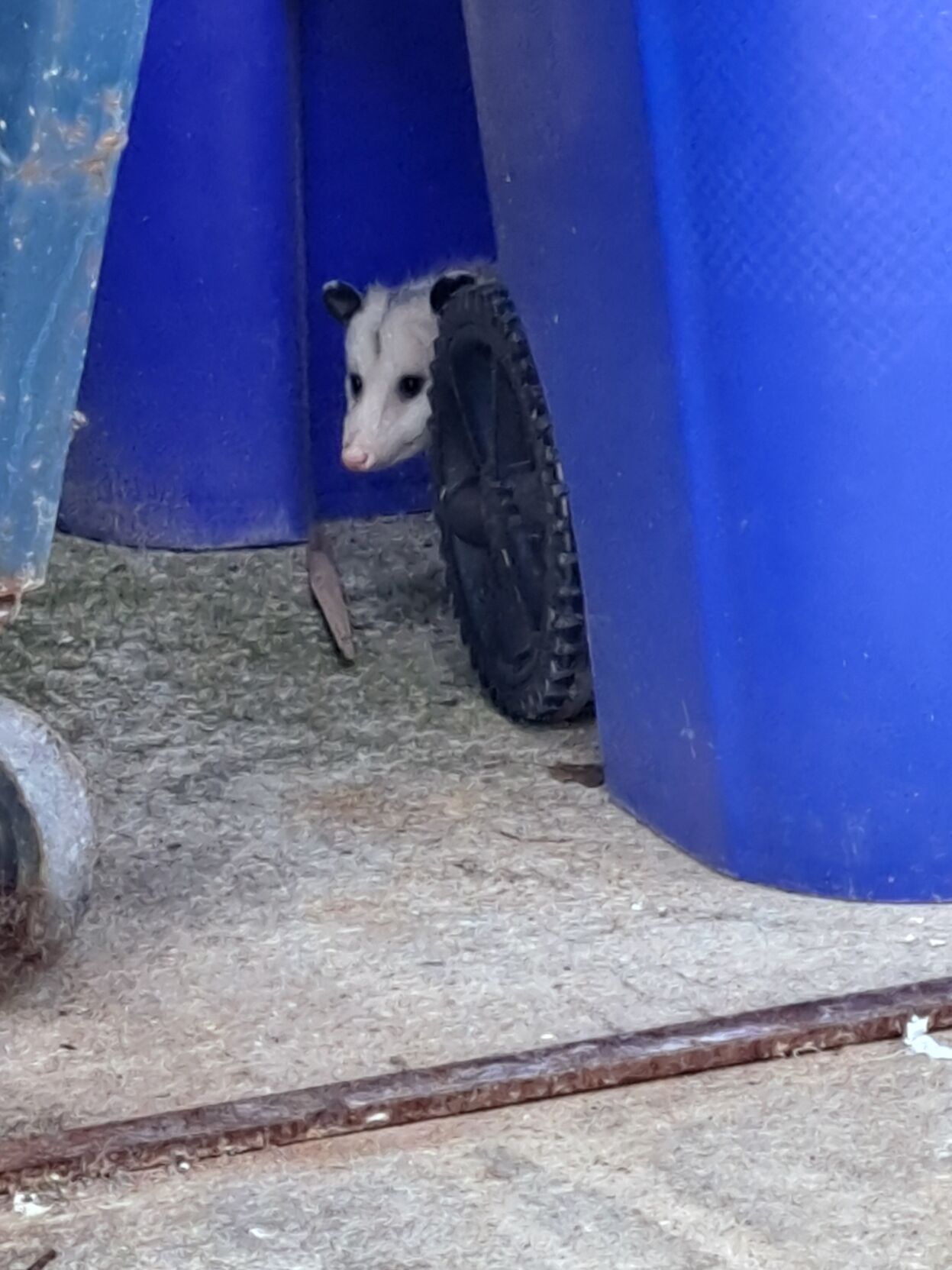 Wildlife on campus: Share KU with the opossums | News | kansan.com