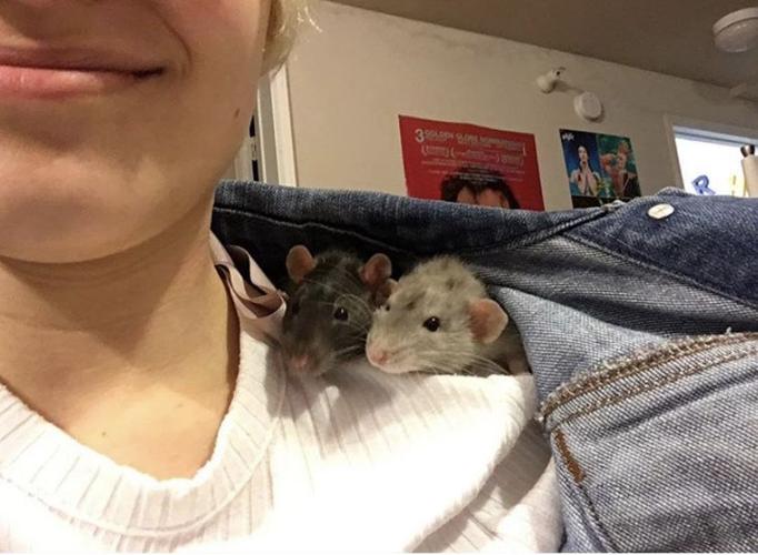 What rats taught me about humanity | Chalkmagazine | kansan.com