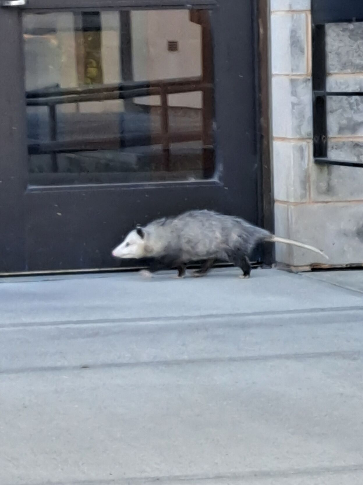 Wildlife on campus: Share KU with the opossums | News | kansan.com