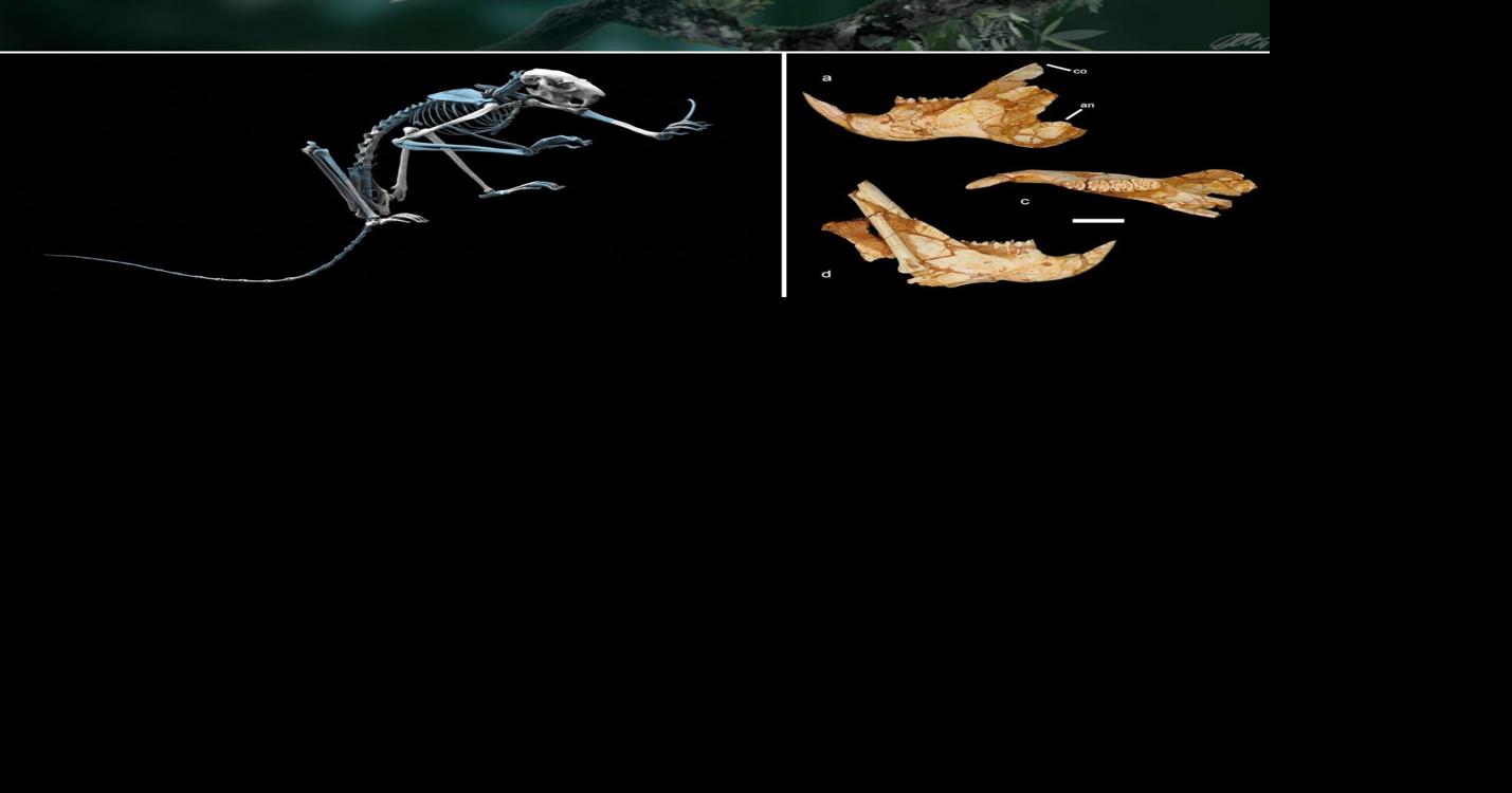 Fossil discovery makes scientists rethink flying squirrel ancestry ...