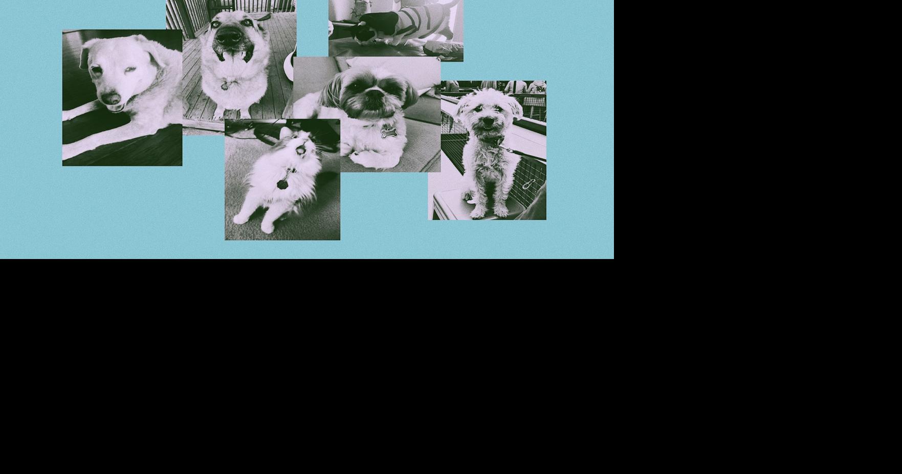 The magic of the pet effect | Chalkmagazine | kansan.com