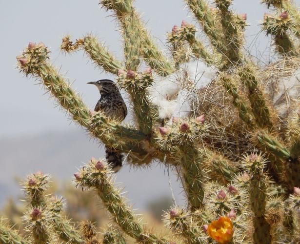 Nature Notes | Spring into summer | Features | kdminer.com
