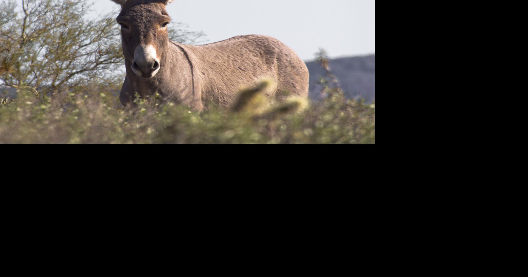 Battling burros: Protected wild donkeys wreak havoc on Yucca property, leaving owners with ...