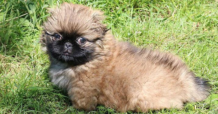 Wasabi the Pekingese wins Westminster dog show | Features | kdminer.com