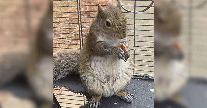 Fugitive ‘attack squirrel’ owner arrested in Alabama chase | | kdminer.com