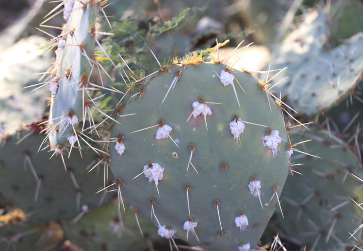 Nature notes | Cochineal bugs | Features | kdminer.com