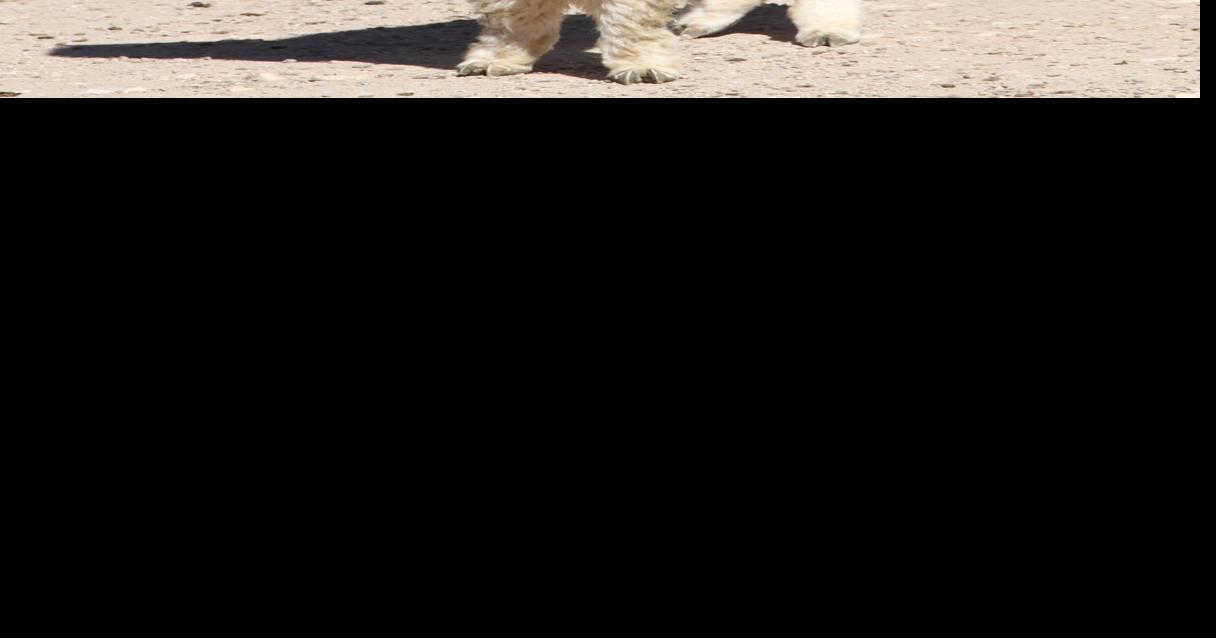 A weekend long alpaca-lypse | | kdminer.com