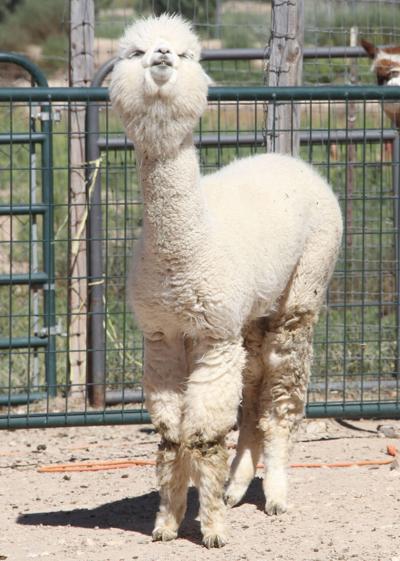 A weekend long alpaca-lypse | | kdminer.com