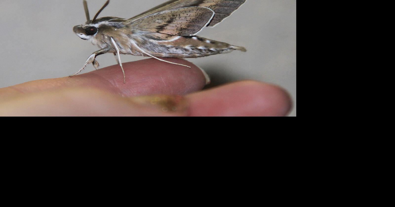 Nature notes | White-Lined Sphinx Moth: Beautiful and impressive moths ...