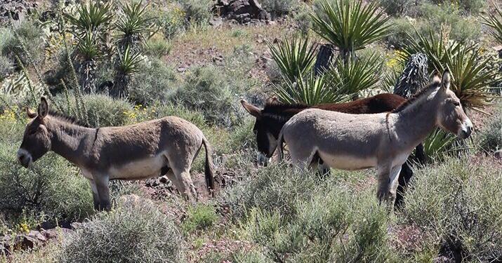 BLM plans to gather, remove up to 1,000 wild burros from Black Mountain ...