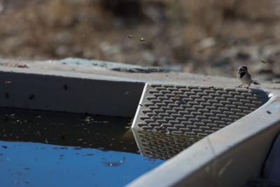 Water catchments across state provide water for wildlife | Sports ...