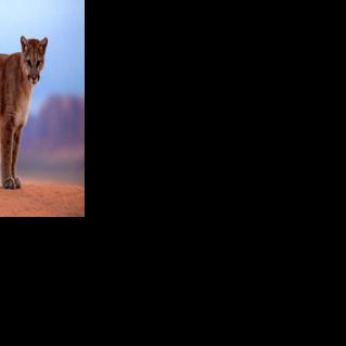 Letter | Kellye Pinkleton: Initiative to ban trophy hunting has voter ...