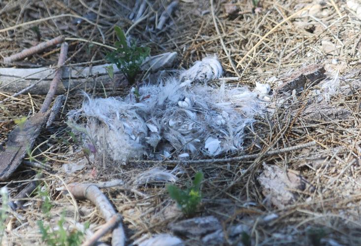 Nature Notes | Ravens' rivalry with owls | Features | kdminer.com