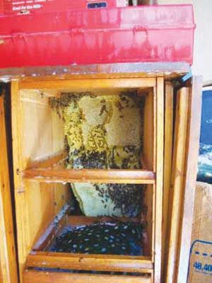 Photo:Bee Squad | Features | kdminer.com