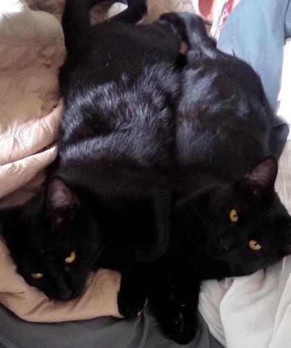 Darcy's Corner | Bobby & Harry | Features | kdminer.com