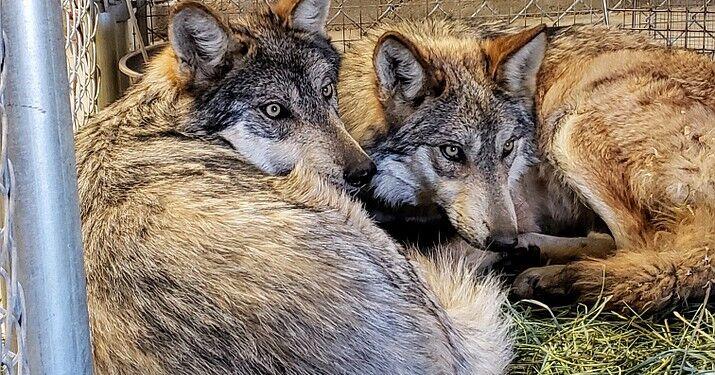 Three young Mexican gray wolf sisters arrive at Heritage Park Zoo in ...