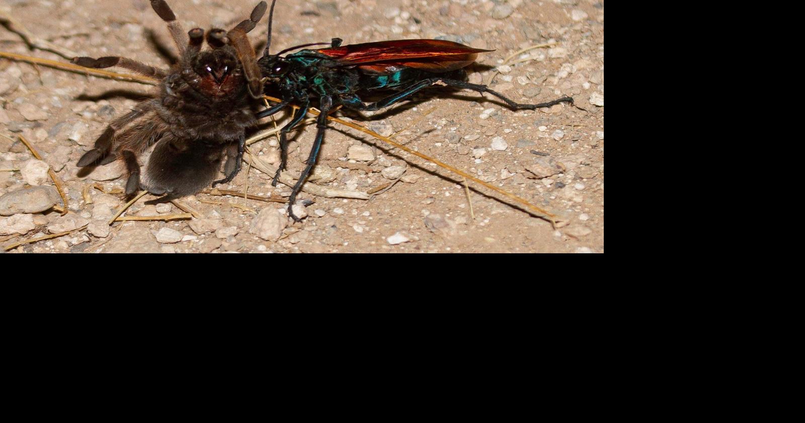 tarantula hawk size comparison