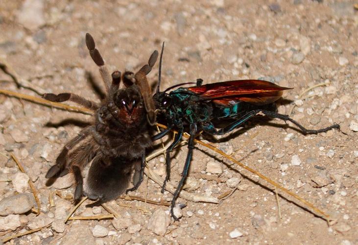 tarantula hawk bite