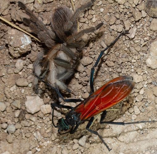 tarantula hawk predators