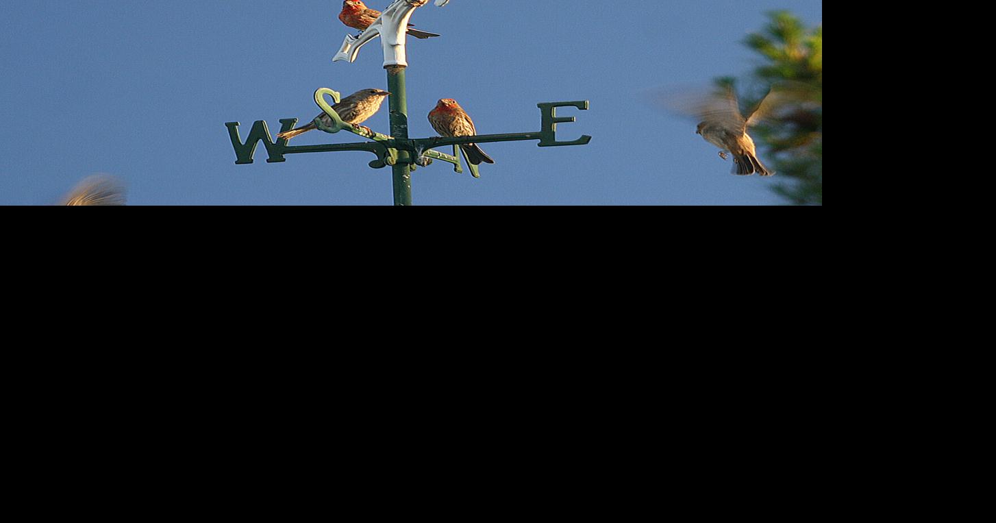 Nature Notes | House Finch: A fairly common sight | News | kdminer.com