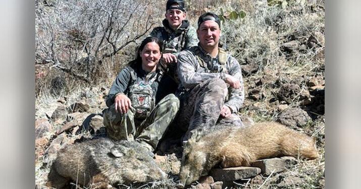 AZGFD: Javelinas doing fine in Unit 18B | | kdminer.com