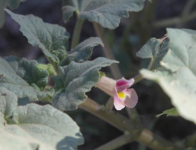 purple flowered devil's claw