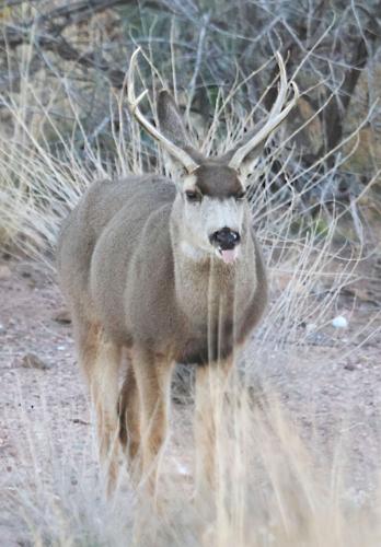 Nature Notes | Deer rut season kicked off last month | Features ...