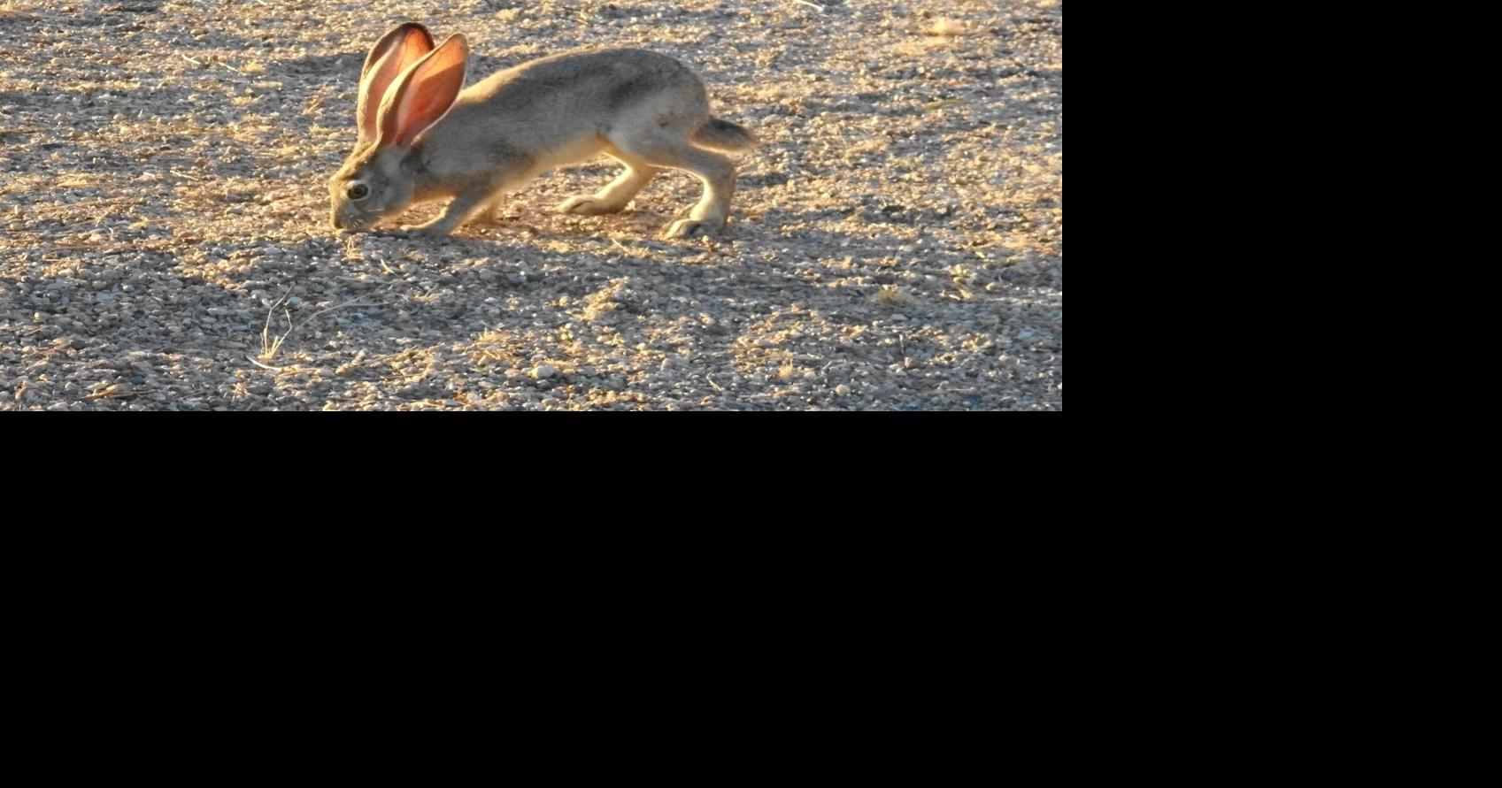 Kingman Photo | Rabbit Days of Summer | Features | kdminer.com