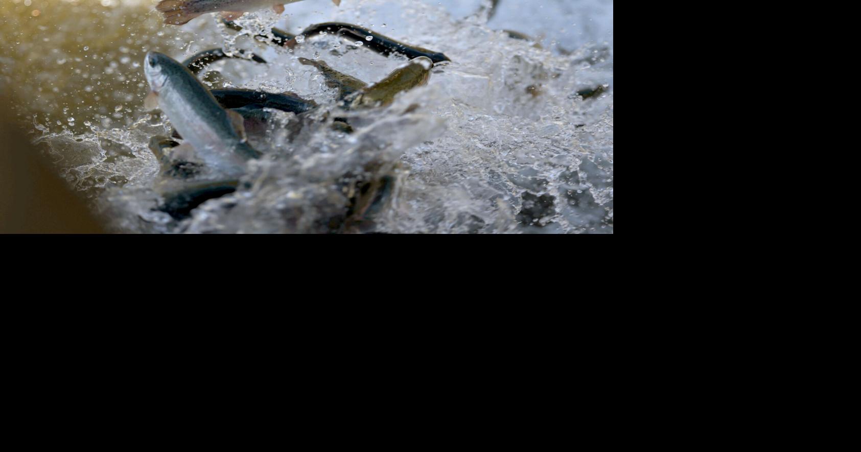 Arizona Game and Fish restocks lakes with fish grown in hatcheries ...