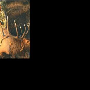 Nature Column: Long-awaited elk hunt nets trophy bull | Features ...