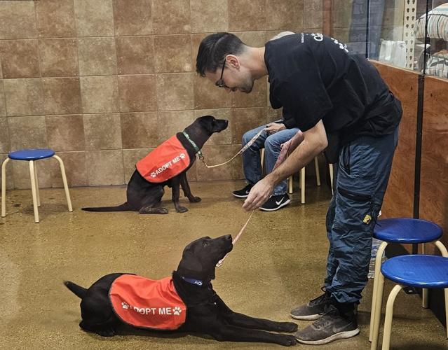 New training program aims to help big dogs find homes | News | kdminer.com