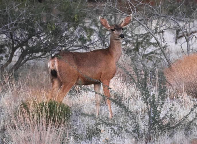 Nature Notes | Catclaw: Natures way of insisting that you stick around ...