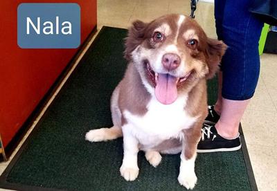 Darcy's Corner | Nala | Features | kdminer.com