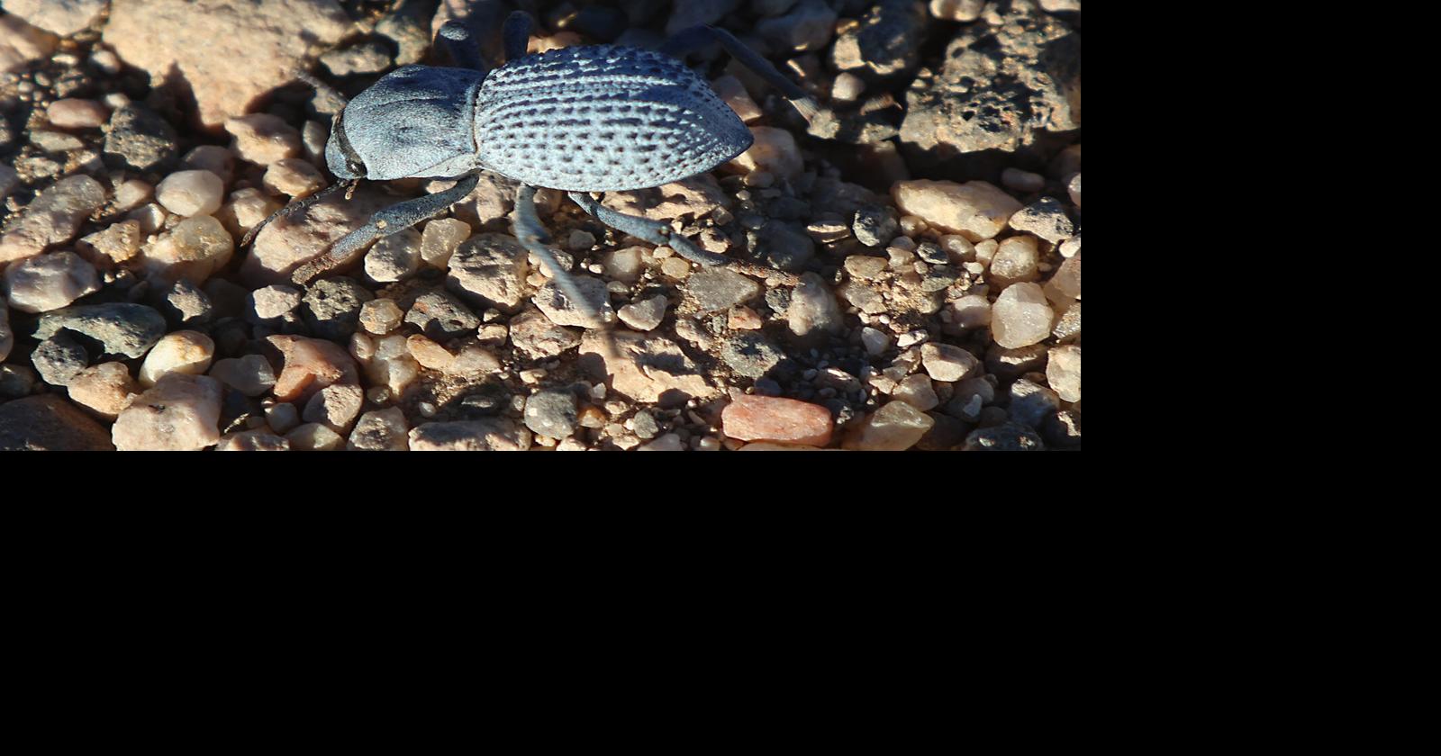 Nature notes | Blue Death Feigning Beetle | Features | kdminer.com