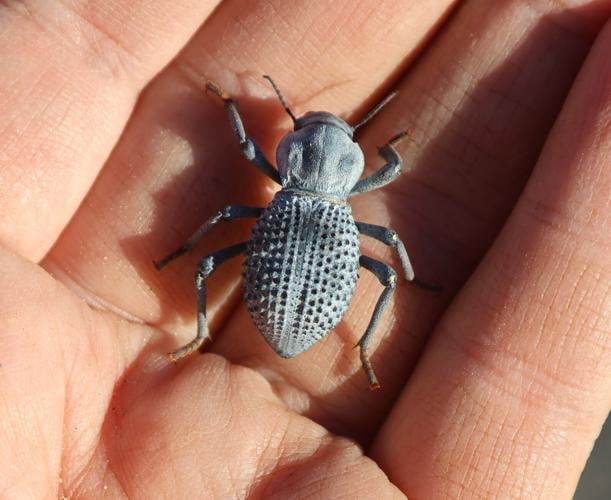 Nature notes | Blue Death Feigning Beetle | Features | kdminer.com