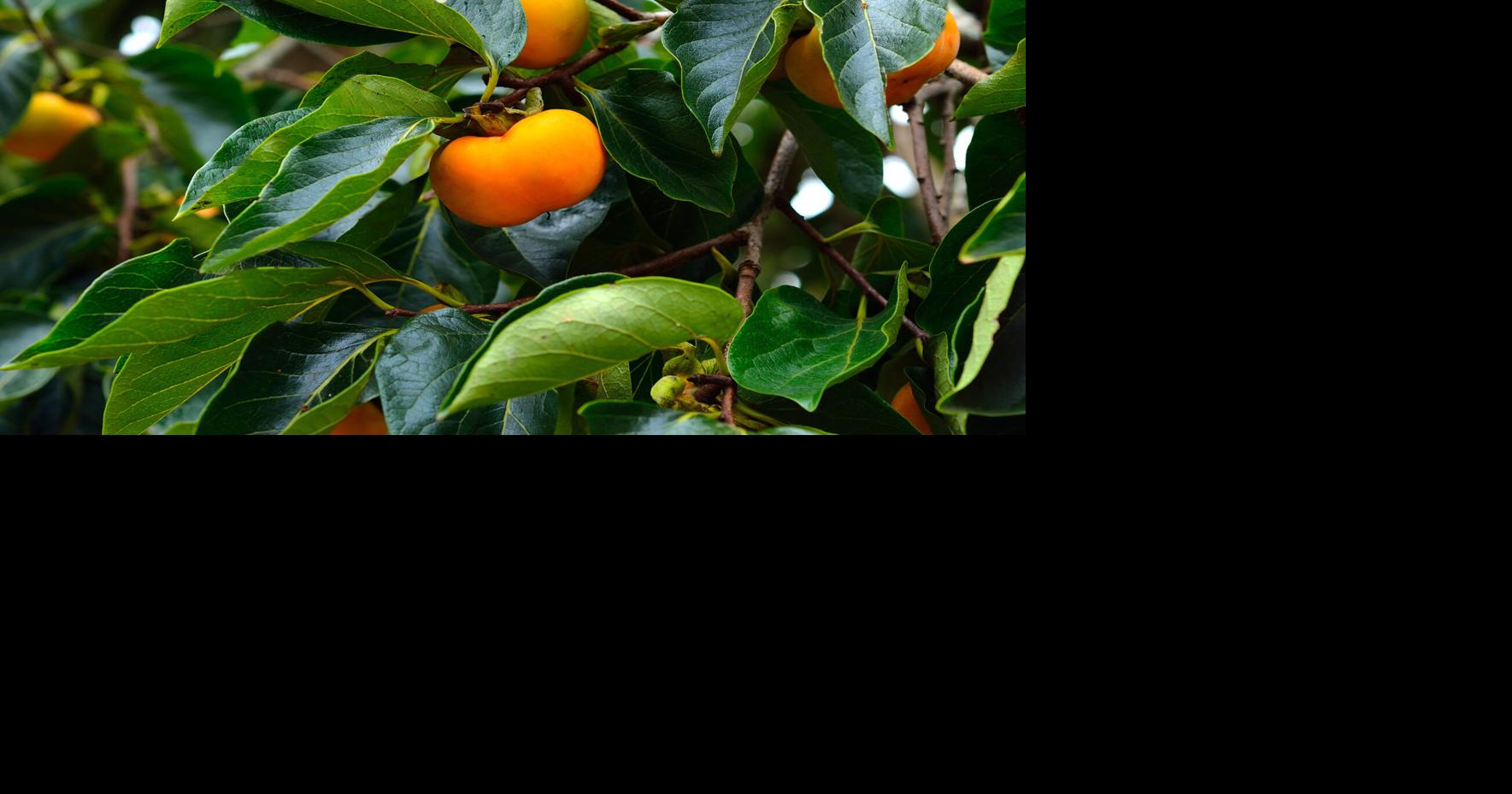 Have you ever met Captain John Smith in persimmon? | Opinion | kdminer.com