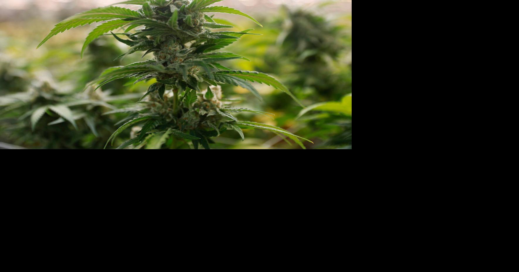 Arizona marijuana recall issued over possible mold contamination | News ...