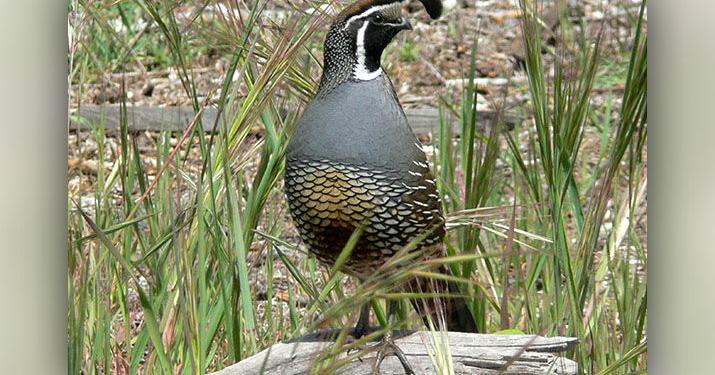 Quail season could be challenging for AZ hunters | | kdminer.com