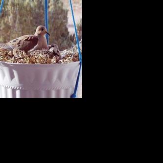 Dove: It's What's for Dinner | Features | kdminer.com