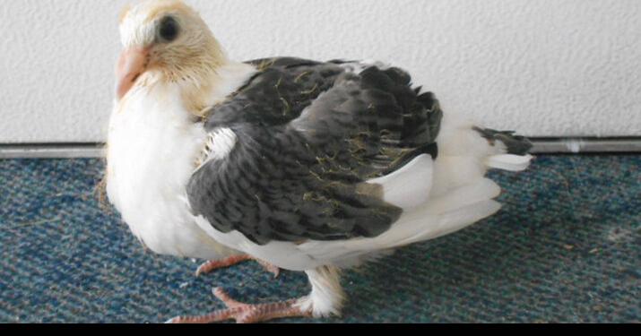 Australia to kill pigeon that crossed Pacific from Oregon | Features ...