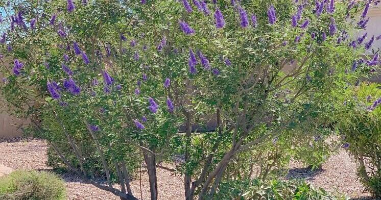 The Mountain Gardener: Arizona's springtime stars: 10 trees that dazzle ...