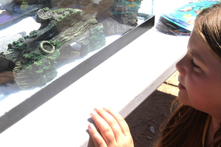 All about reptiles | Dig it Kingman hosts educational event | Features ...
